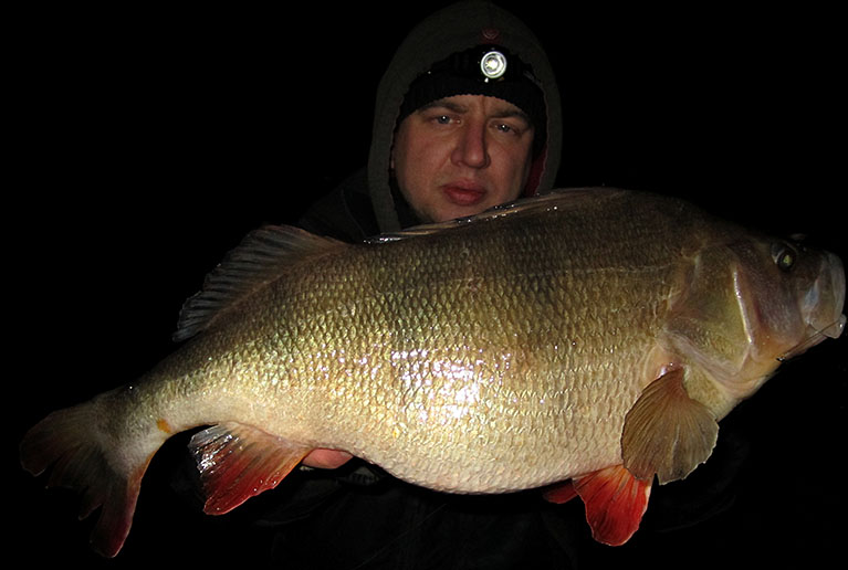 zanderfront | barsch