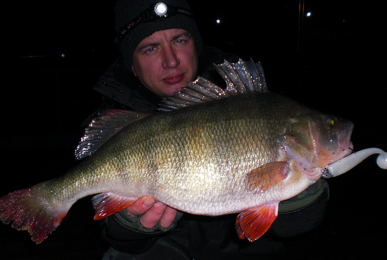 zanderfront | barsch