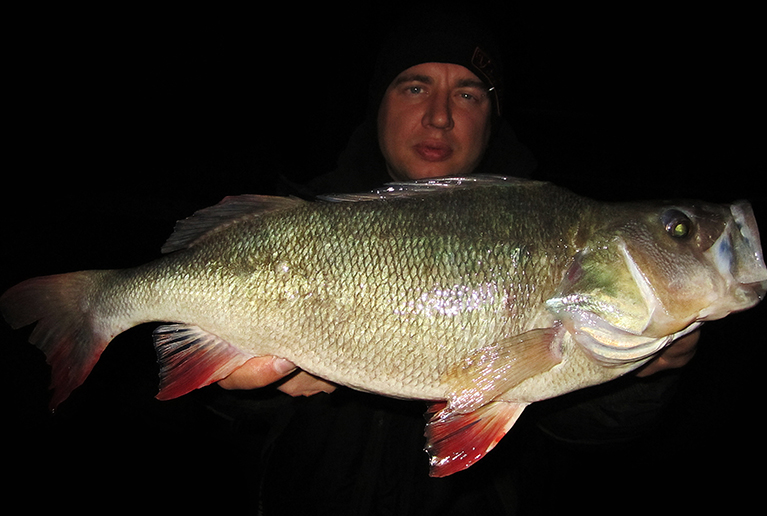 zanderfront | barsch