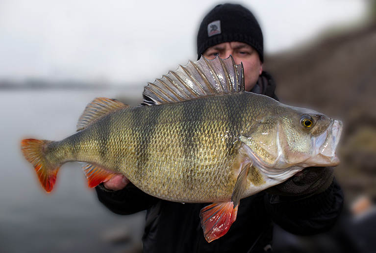 zanderfront | barsch