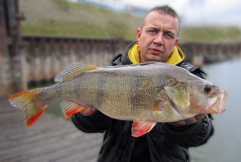 zanderfront | barsch